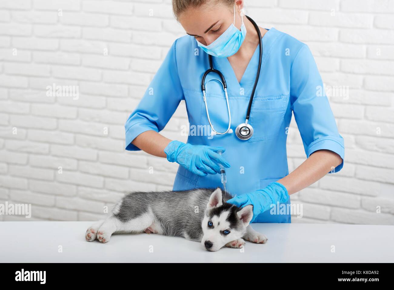 Puppy husky with blue eyes in modern vet clinic Stock Photo - Alamy