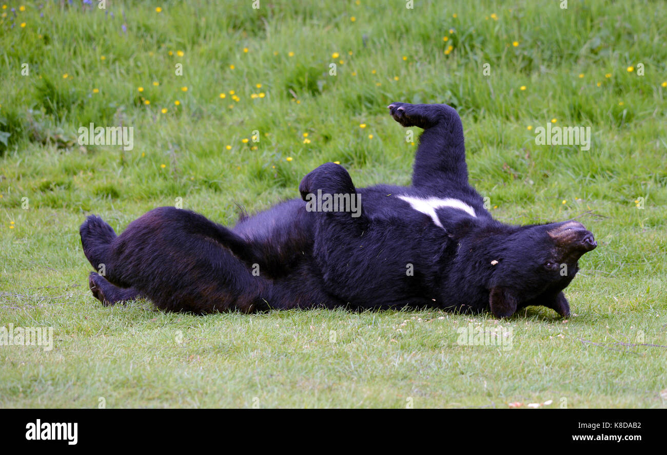 Bear Laying On Back High Resolution Stock Photography and Images - Alamy