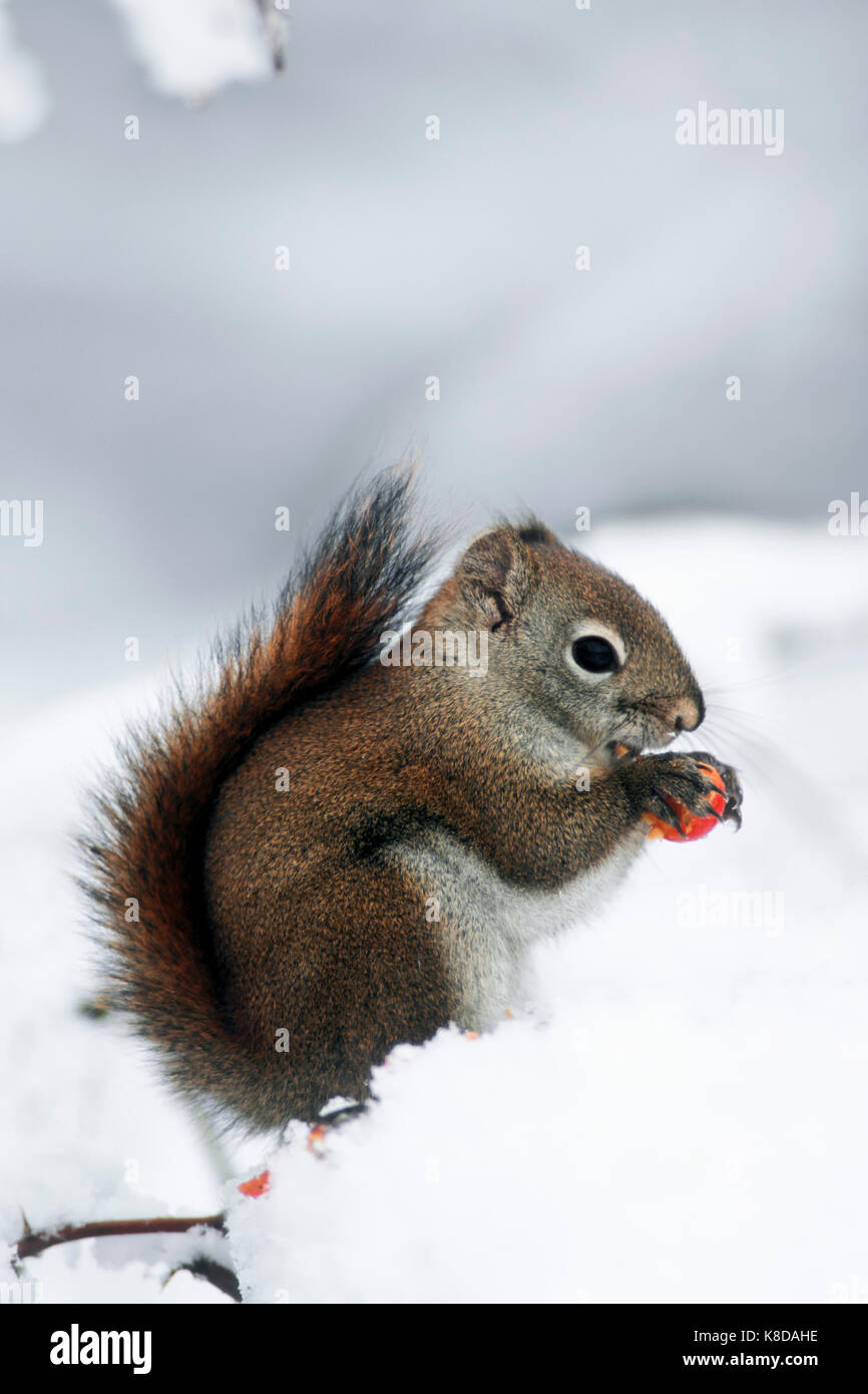 Alaska red squirrel hi-res stock photography and images - Alamy