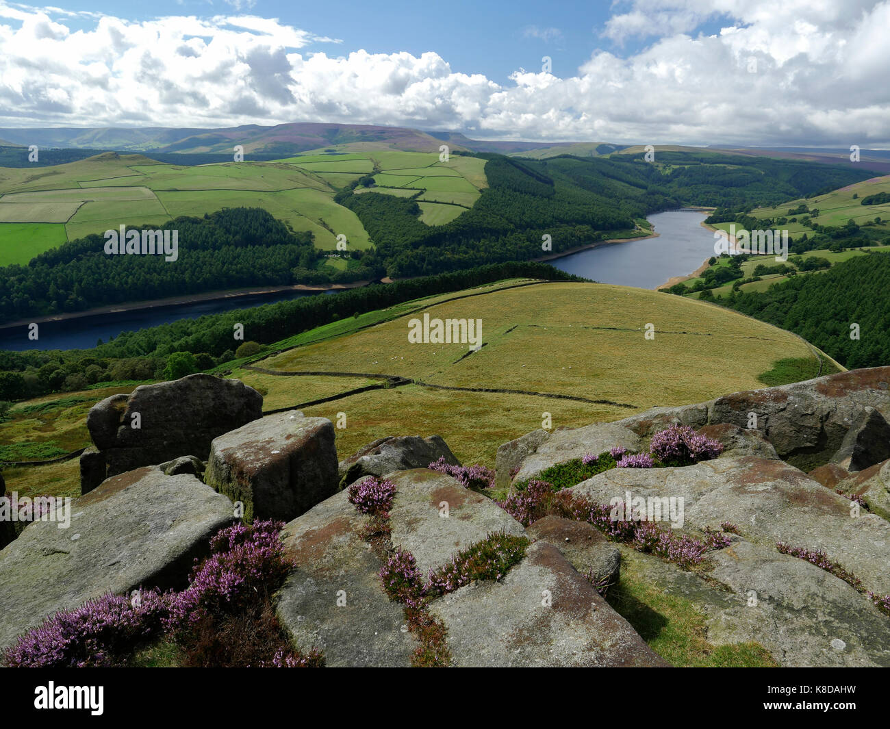 Purple heather in bloom Peak District Derbyshire England Stock Photo ...