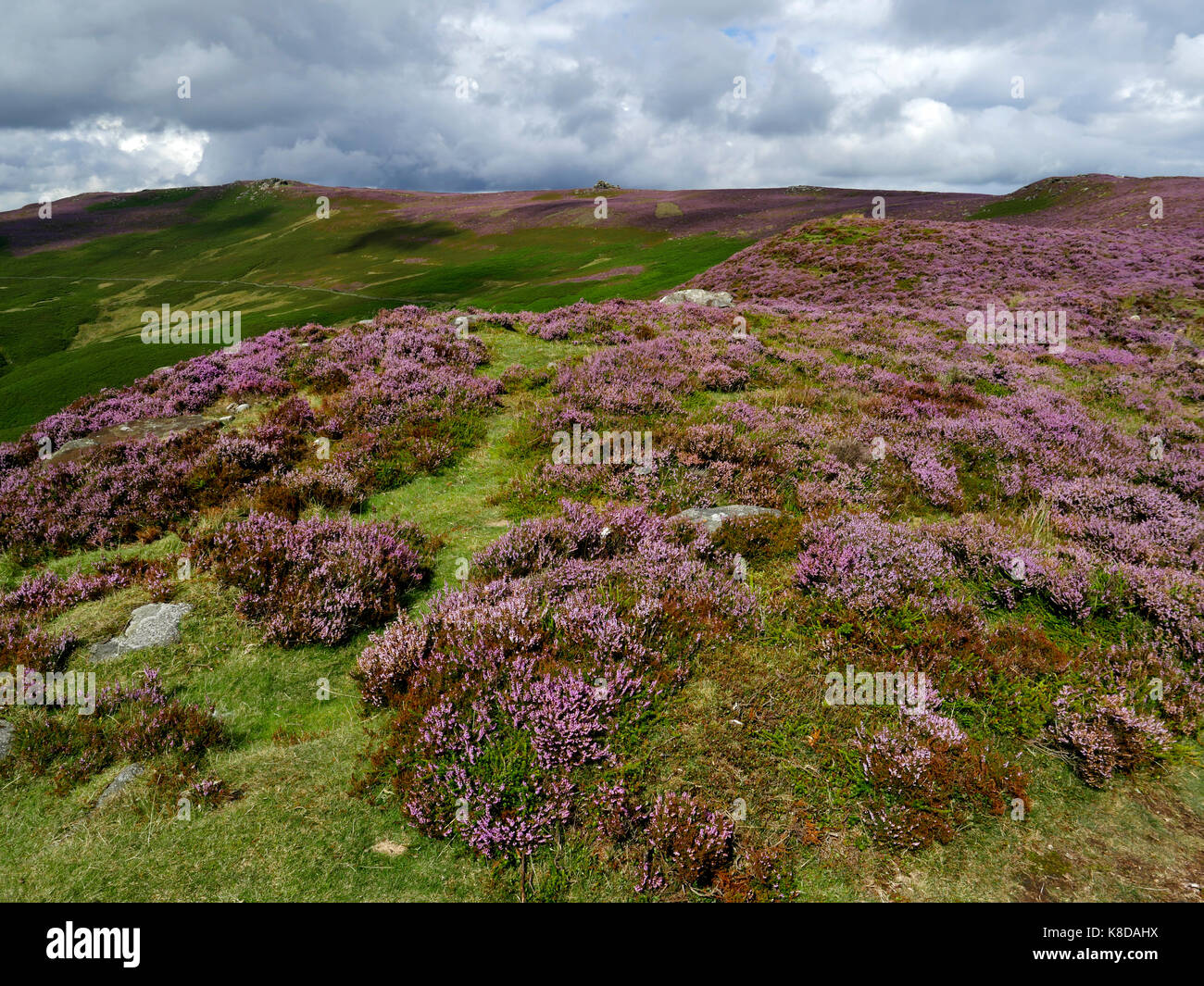 Purple heather in bloom Peak District Derbyshire England Stock Photo ...