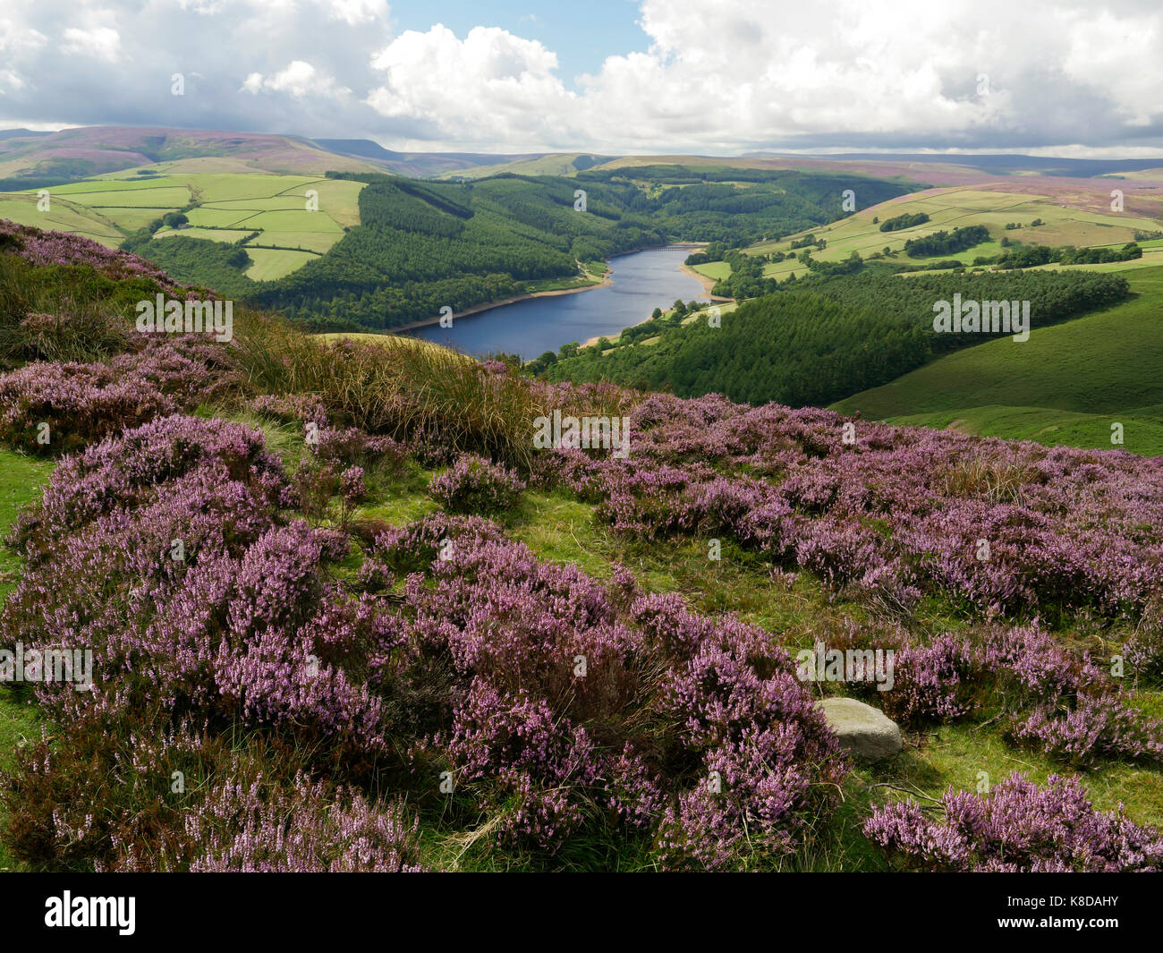 Purple heather in bloom Peak District Derbyshire England Stock Photo ...