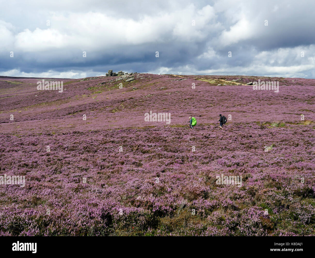 Purple heather in bloom Peak District Derbyshire England Stock Photo ...