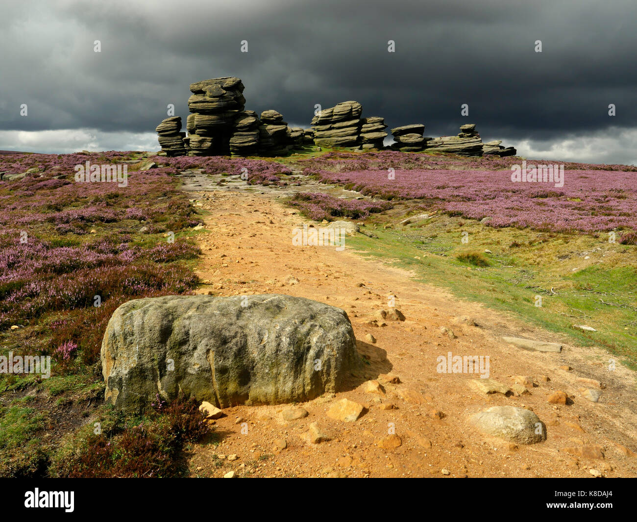 Purple heather in bloom Peak District Derbyshire England Stock Photo ...