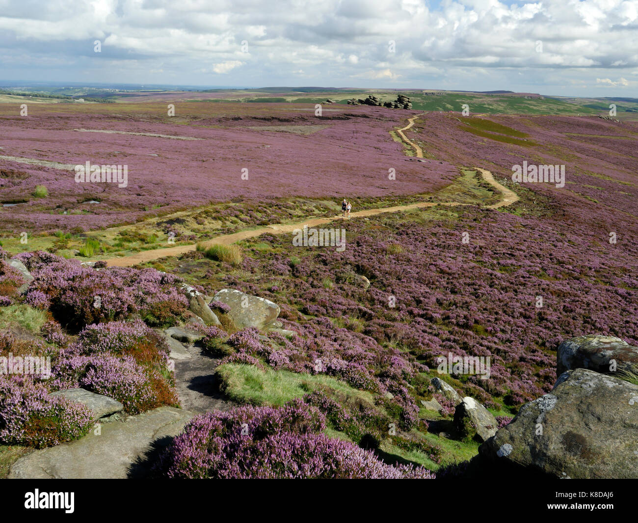 Purple heather in bloom Peak District Derbyshire England Stock Photo ...