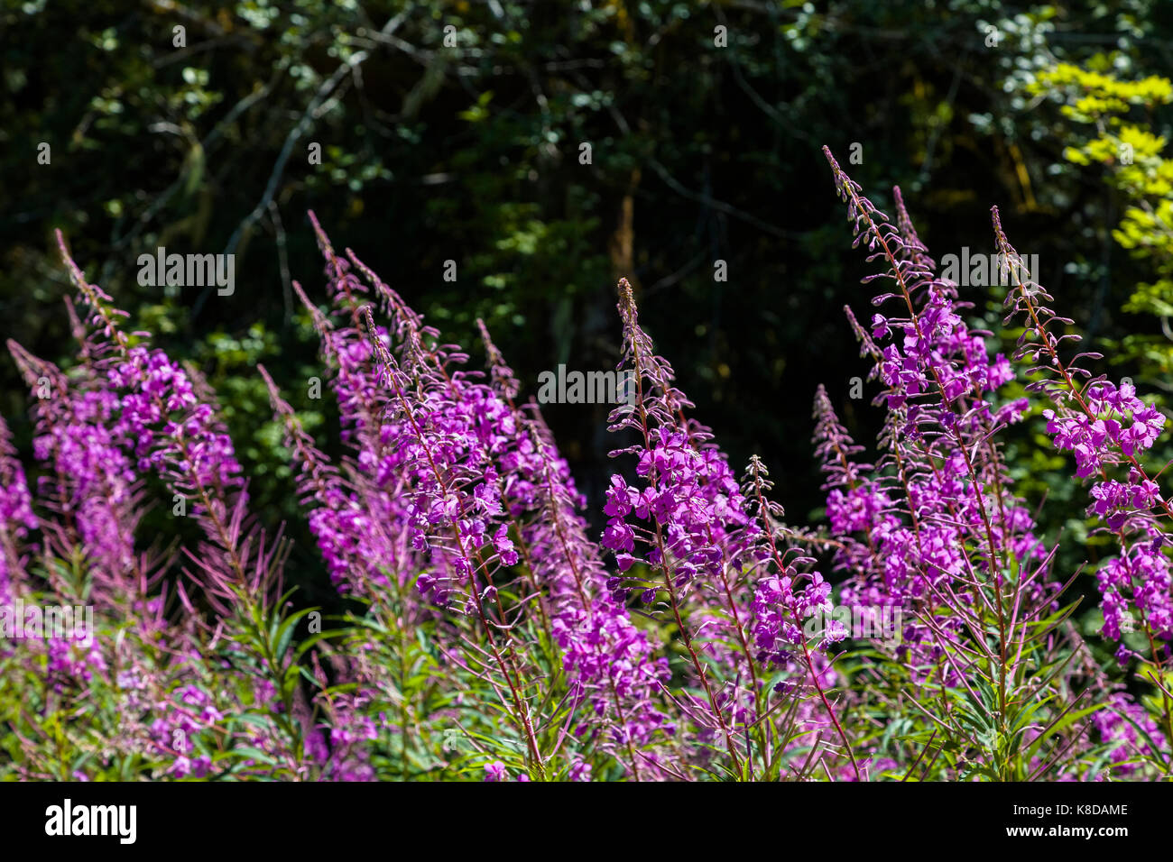 Chamaenerion angustifolium, commonly known in North America as fireweed ...