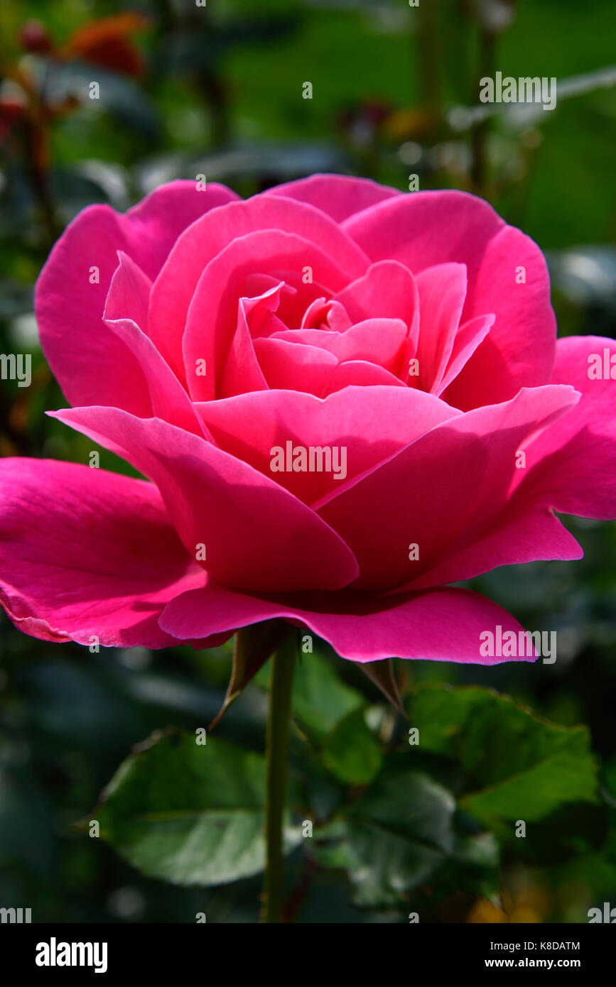 Fragility petals hi-res stock photography and images - Alamy