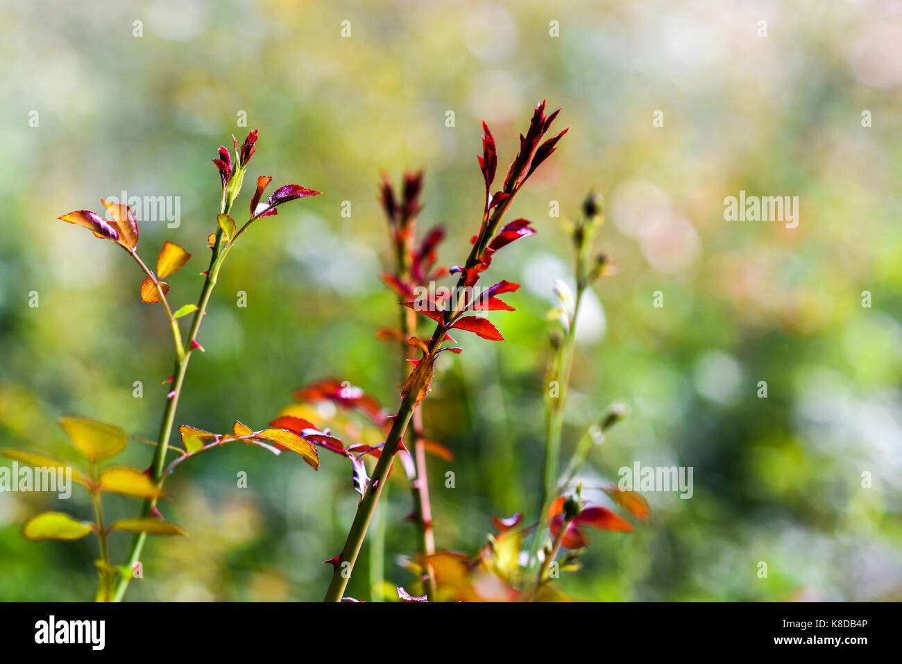 Summer twigs garden roses hi-res stock photography and images - Alamy
