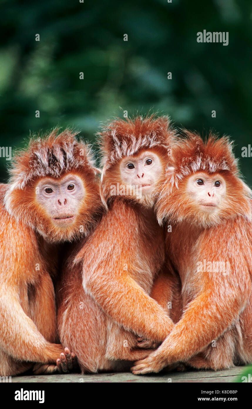 Javan Langurs / (Trachypithecus auratus auratus, Presbytis auratus ...