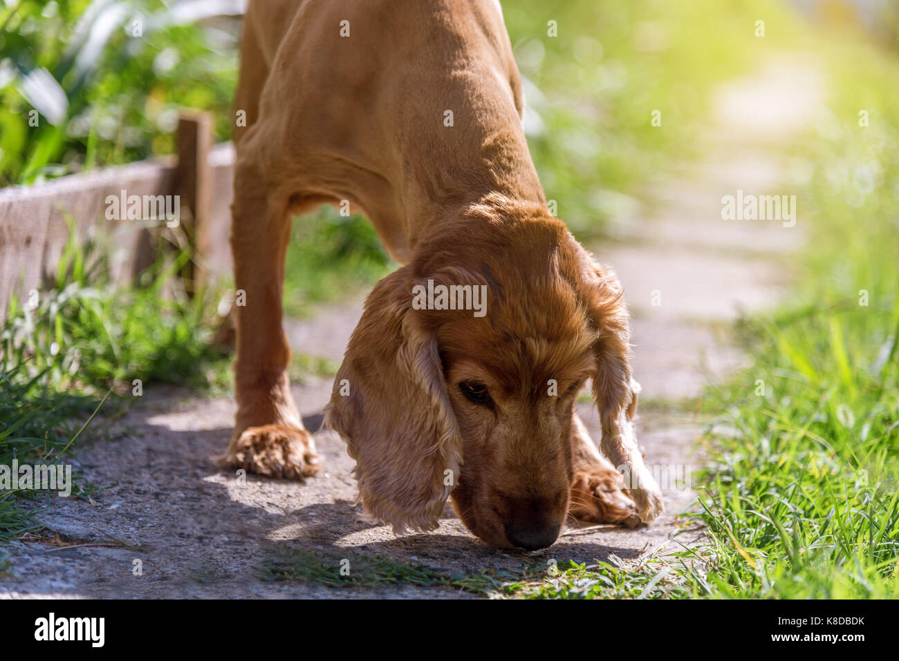 Cute american Cocker Spaniel puppy Stock Photo - Alamy