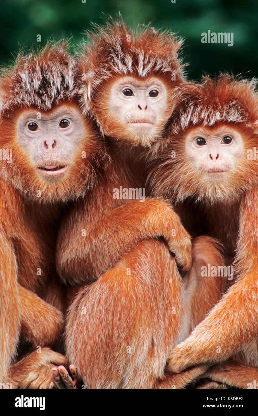 Javan Langurs / (Trachypithecus auratus auratus, Presbytis auratus ...