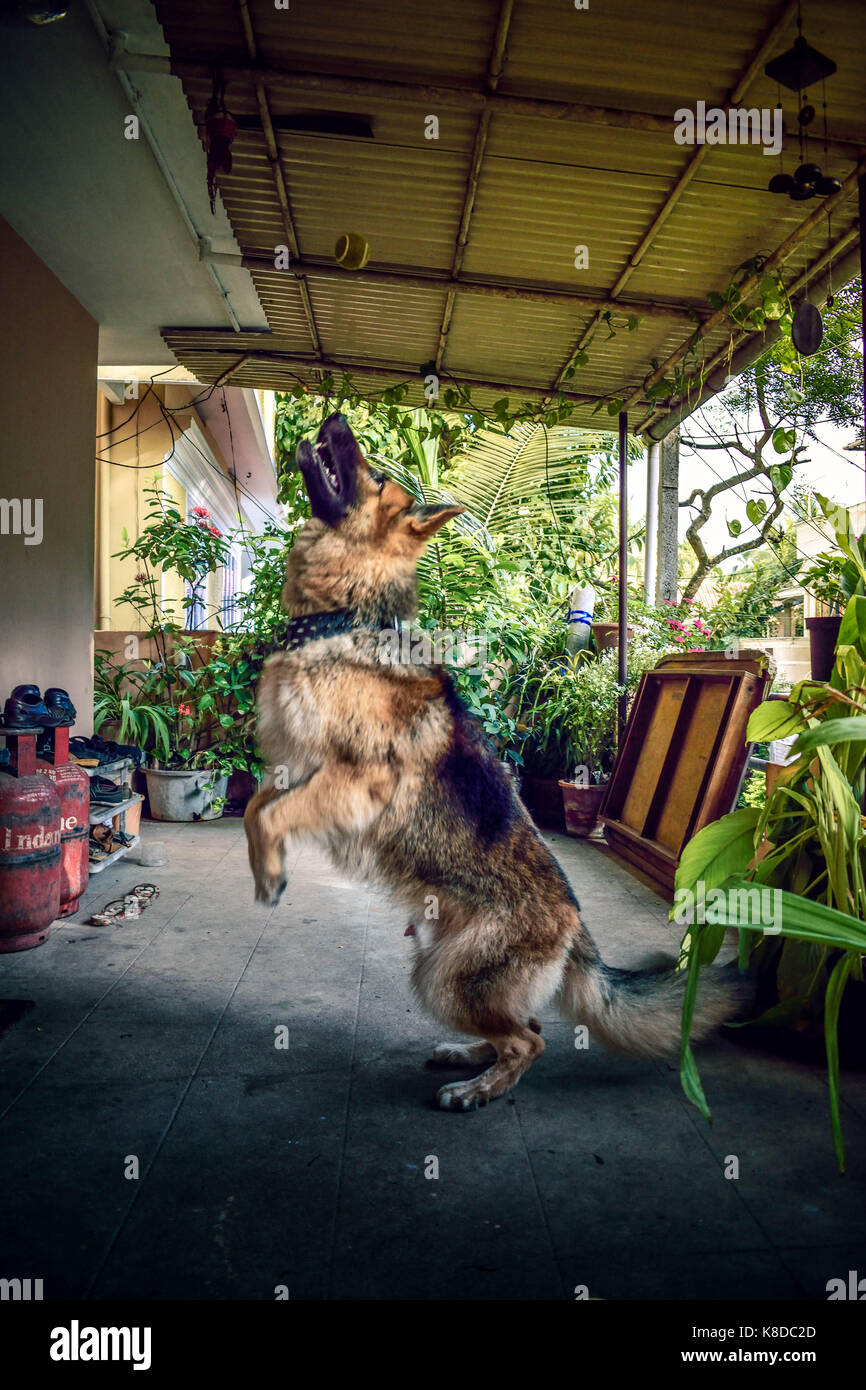 dog jumping for ball Stock Photo - Alamy