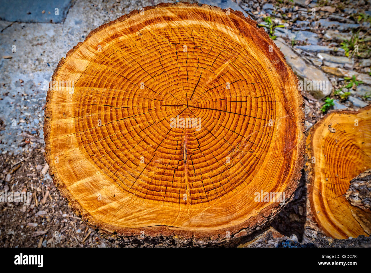 Italy Liguria Chiavari Trees Stock Photo - Alamy