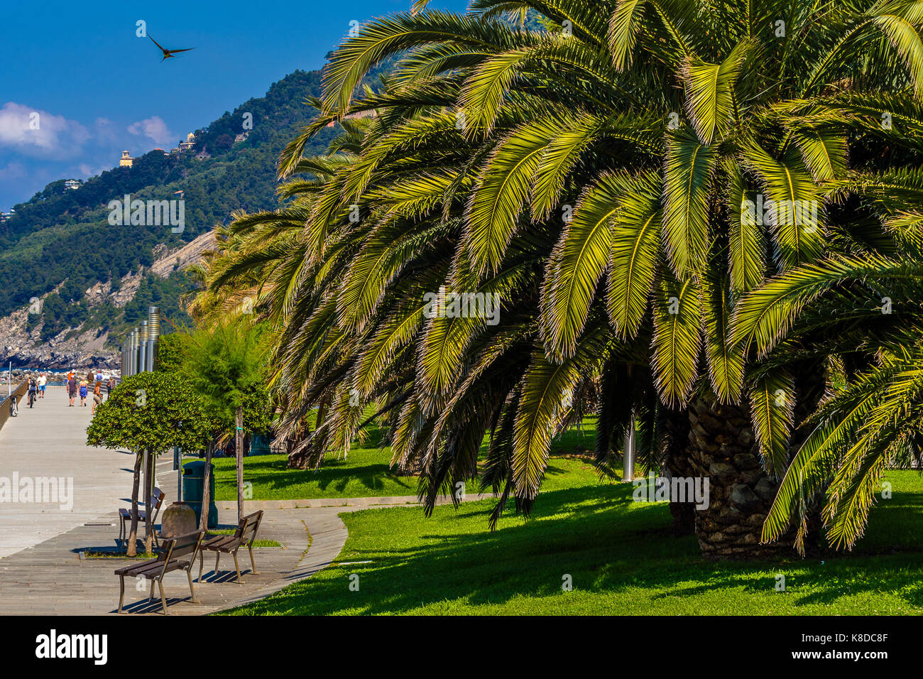 Italy Liguria Chiavari seafront palms Stock Photo - Alamy