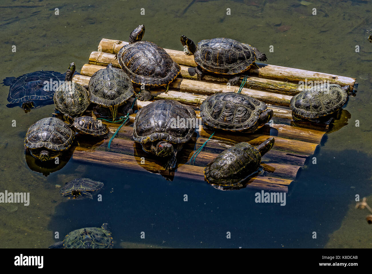 Italy Liguria Chiavari Villa Rocca - the lake, turtles Stock Photo - Alamy