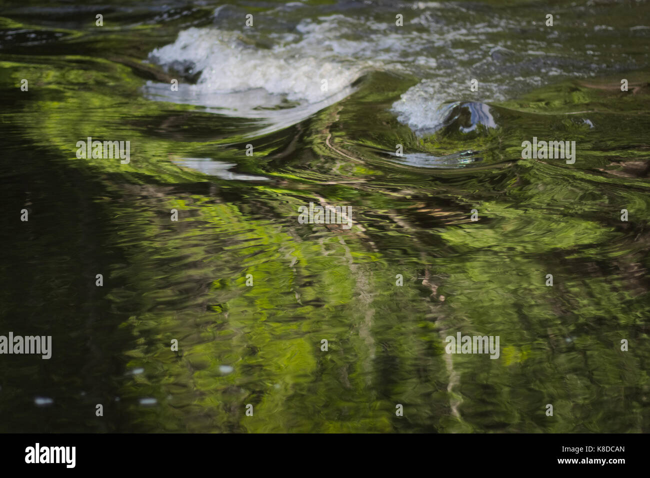 Water Waves Stream River Forest Tree Green Mirror Effect Reflection ...