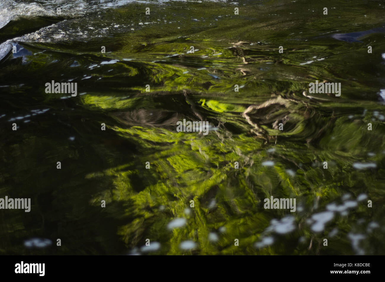 Water Waves Stream River Forest Tree Green Mirror Effect Reflection ...