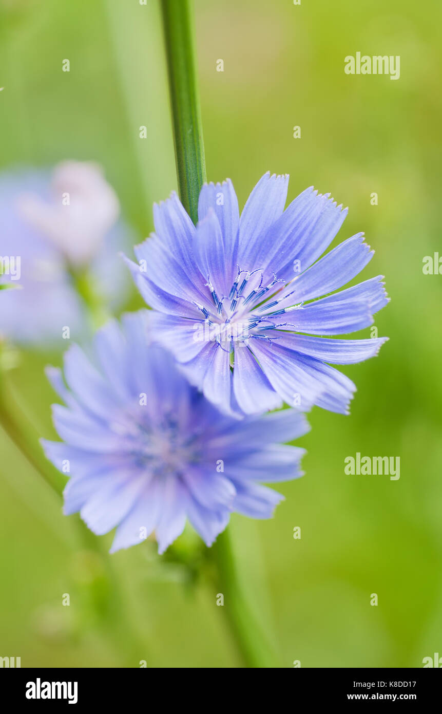 Chicory flower in nature Stock Photo - Alamy