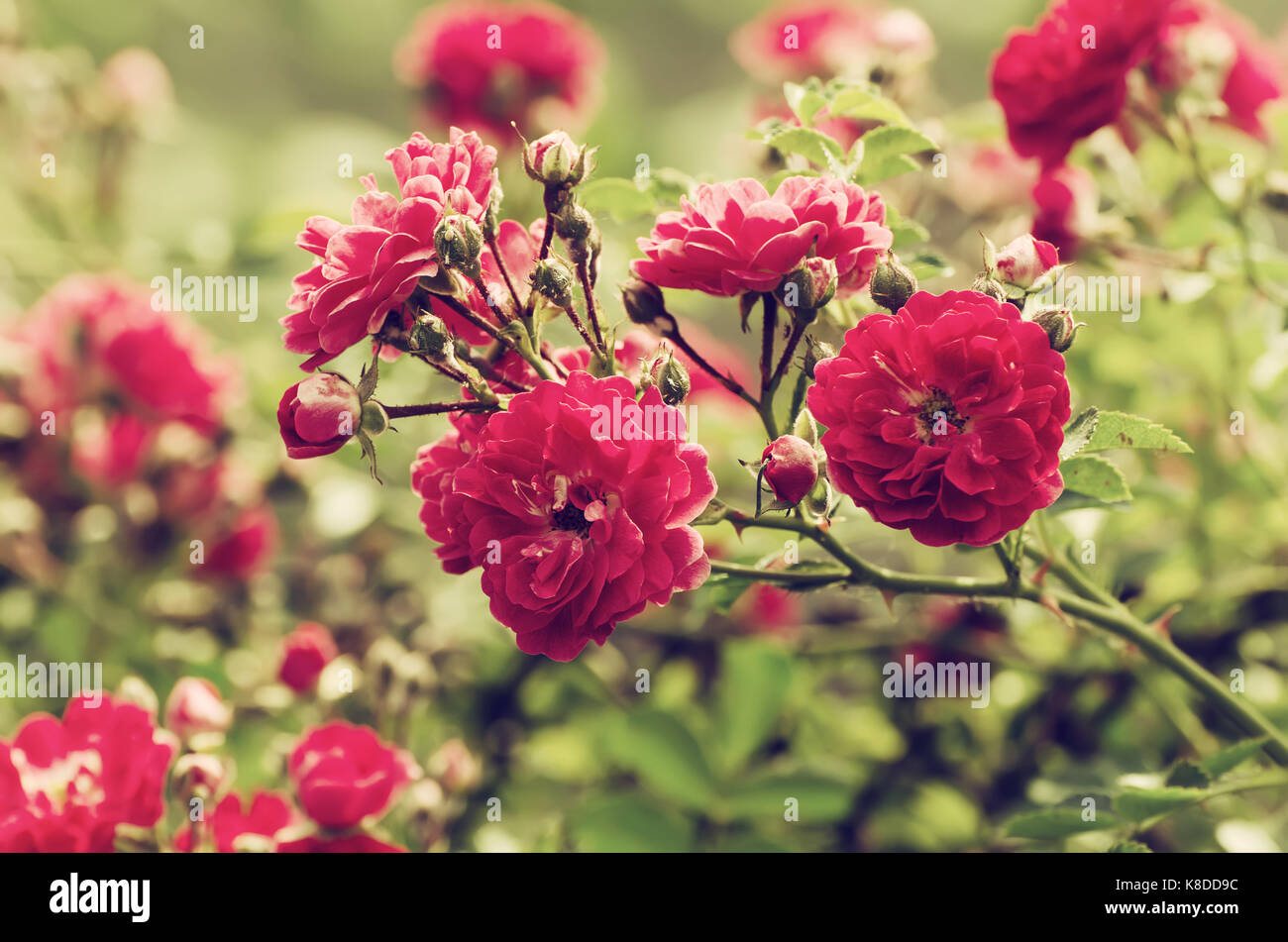 Red roses garden Stock Photo - Alamy
