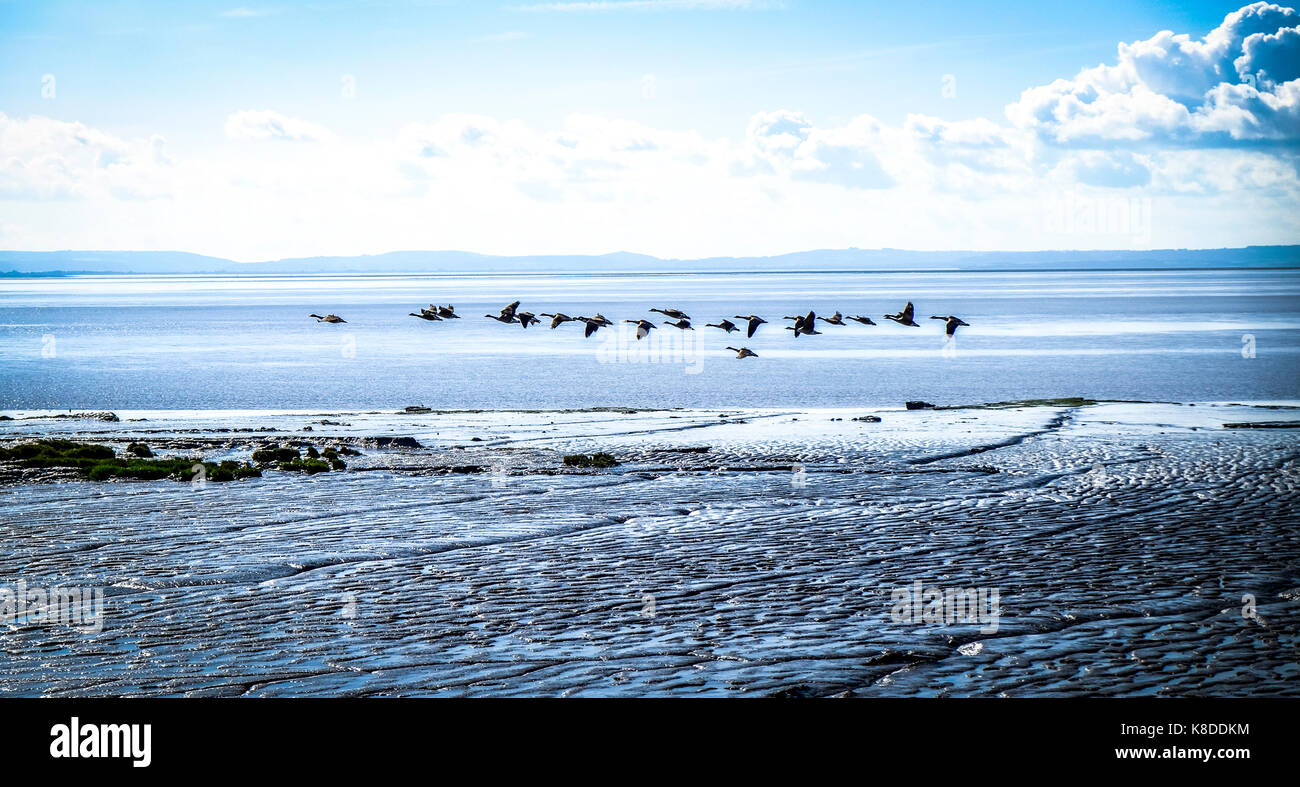 Severn estuary birds hi-res stock photography and images - Alamy