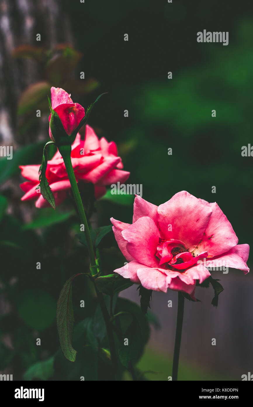 Multiple roses hi-res stock photography and images - Alamy