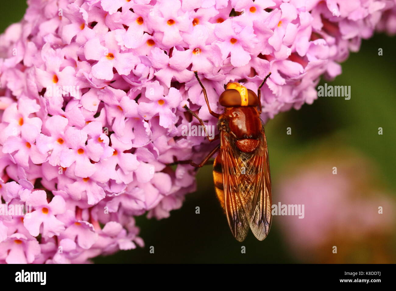 Hornet hoverflies hi-res stock photography and images - Alamy