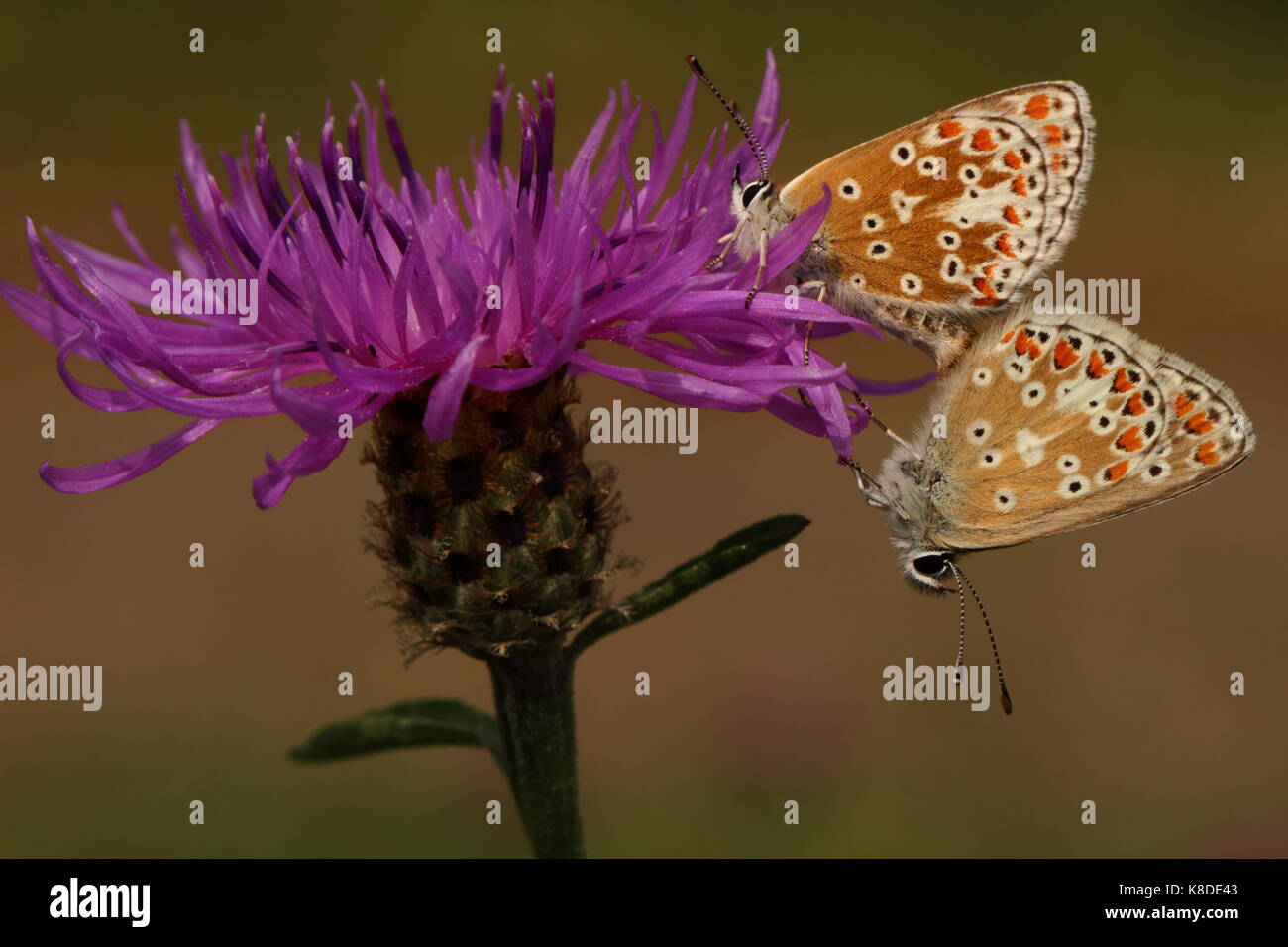 Pairing Of Butterflies High Resolution Stock Photography and Images - Alamy