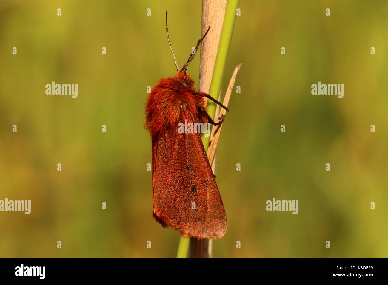 Ruby Tiger moth Stock Photo - Alamy