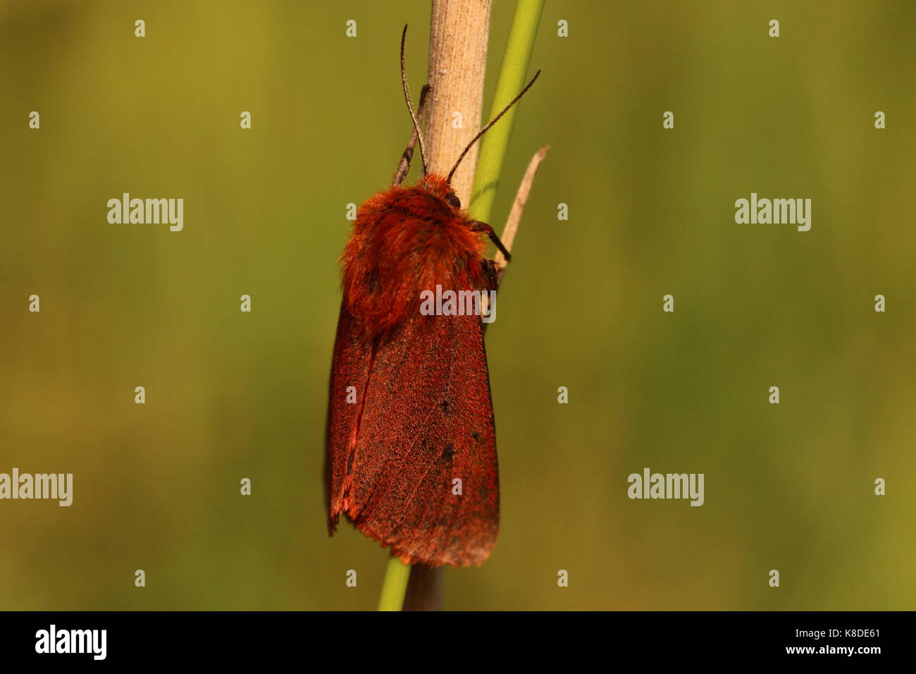 Ruby tiger moth hi-res stock photography and images - Alamy