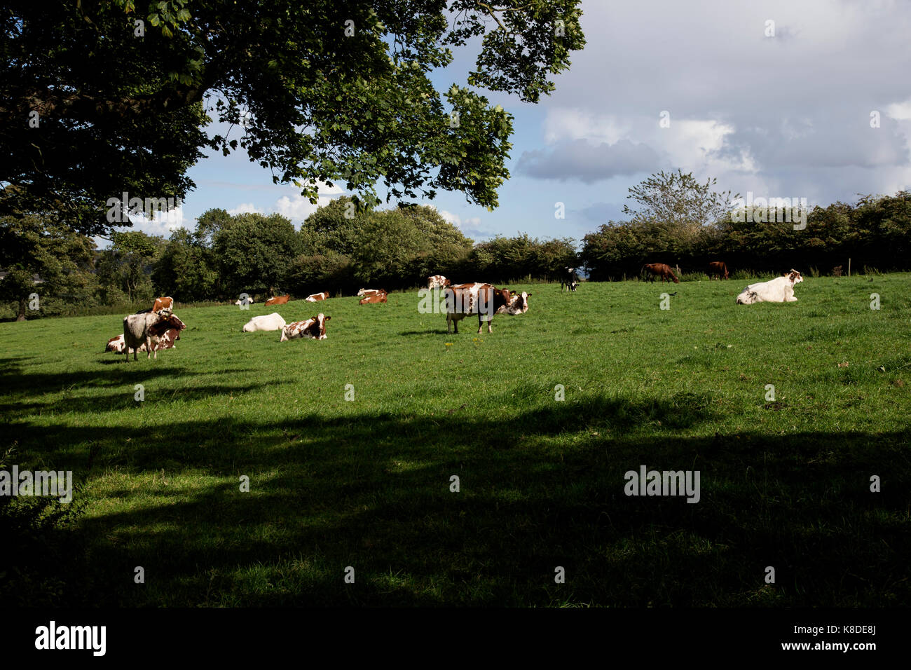 English cattle grazing meadow hi-res stock photography and images - Alamy