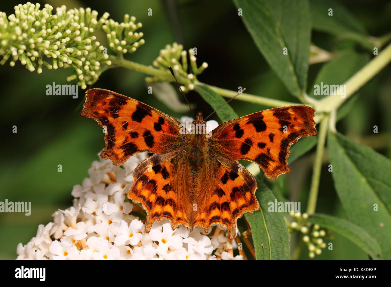 Male comma butterfly hi-res stock photography and images - Alamy