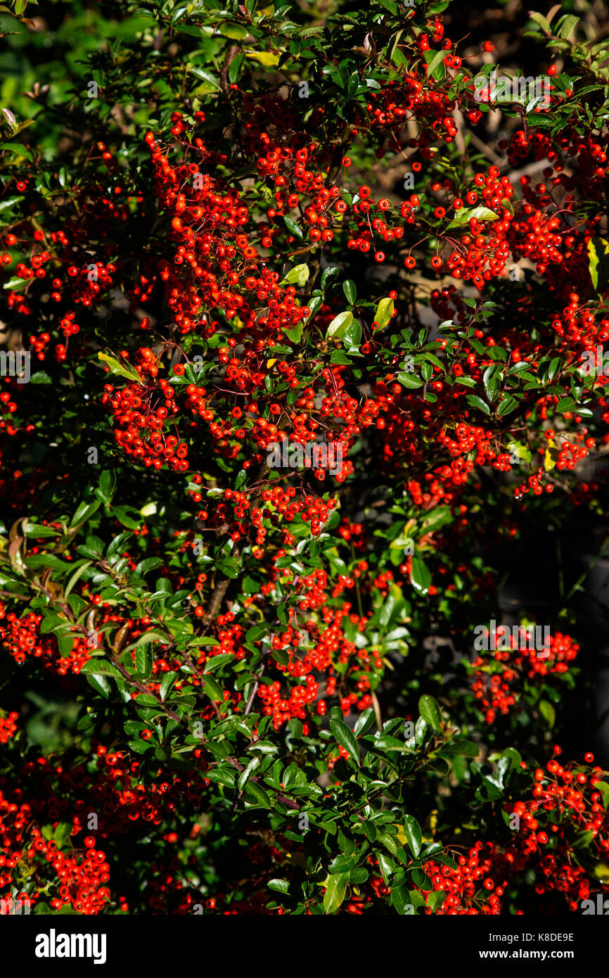 Pyracantha bush with bright Red berries -Pyracantha coccinea Stock ...