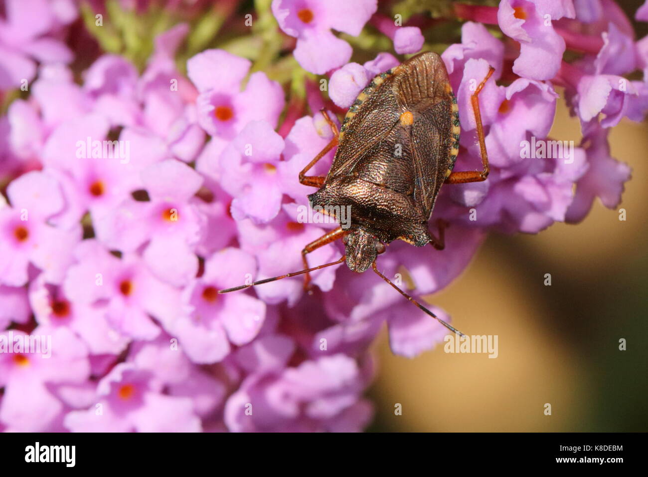 Shieldbugs hi-res stock photography and images - Alamy