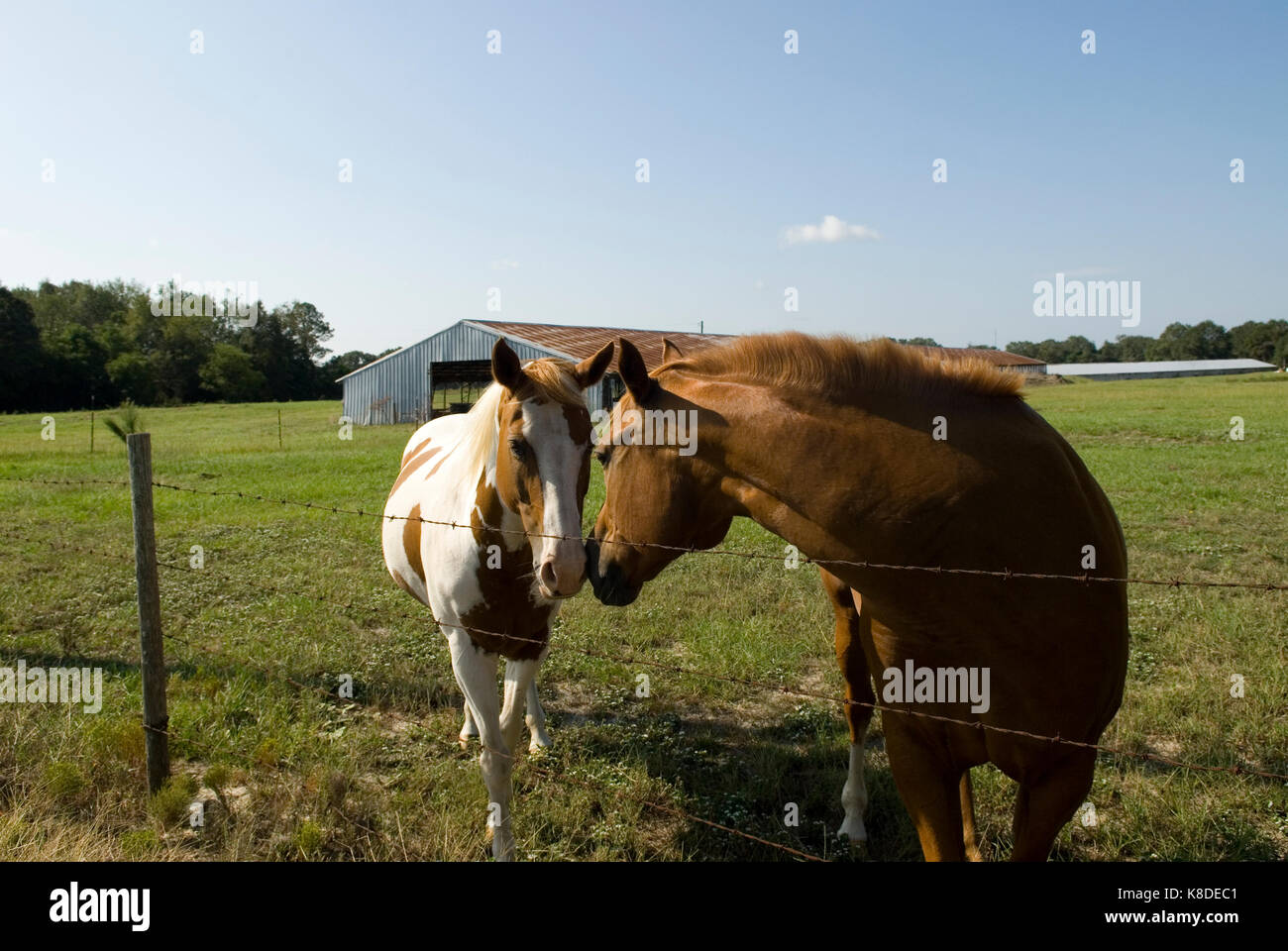 Kissing horses hi-res stock photography and images - Alamy