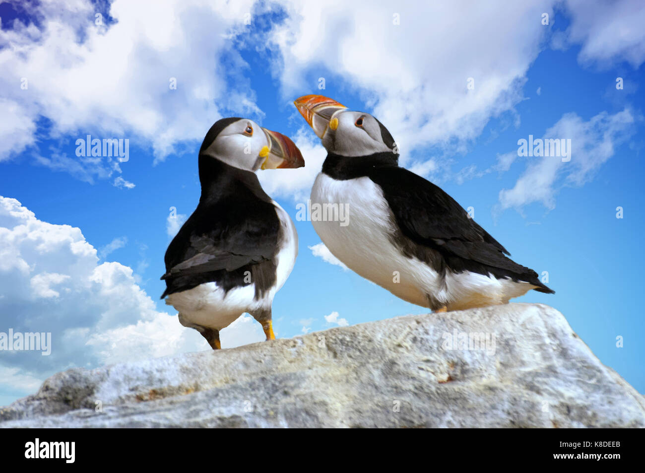 A pair of Atlantic Puffins Stock Photo - Alamy