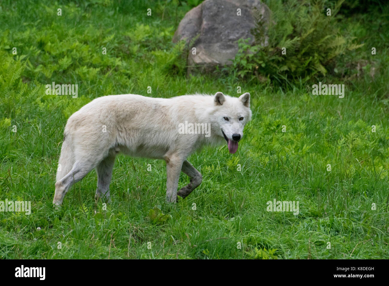 An Arctic Wolf Stock Photo - Alamy