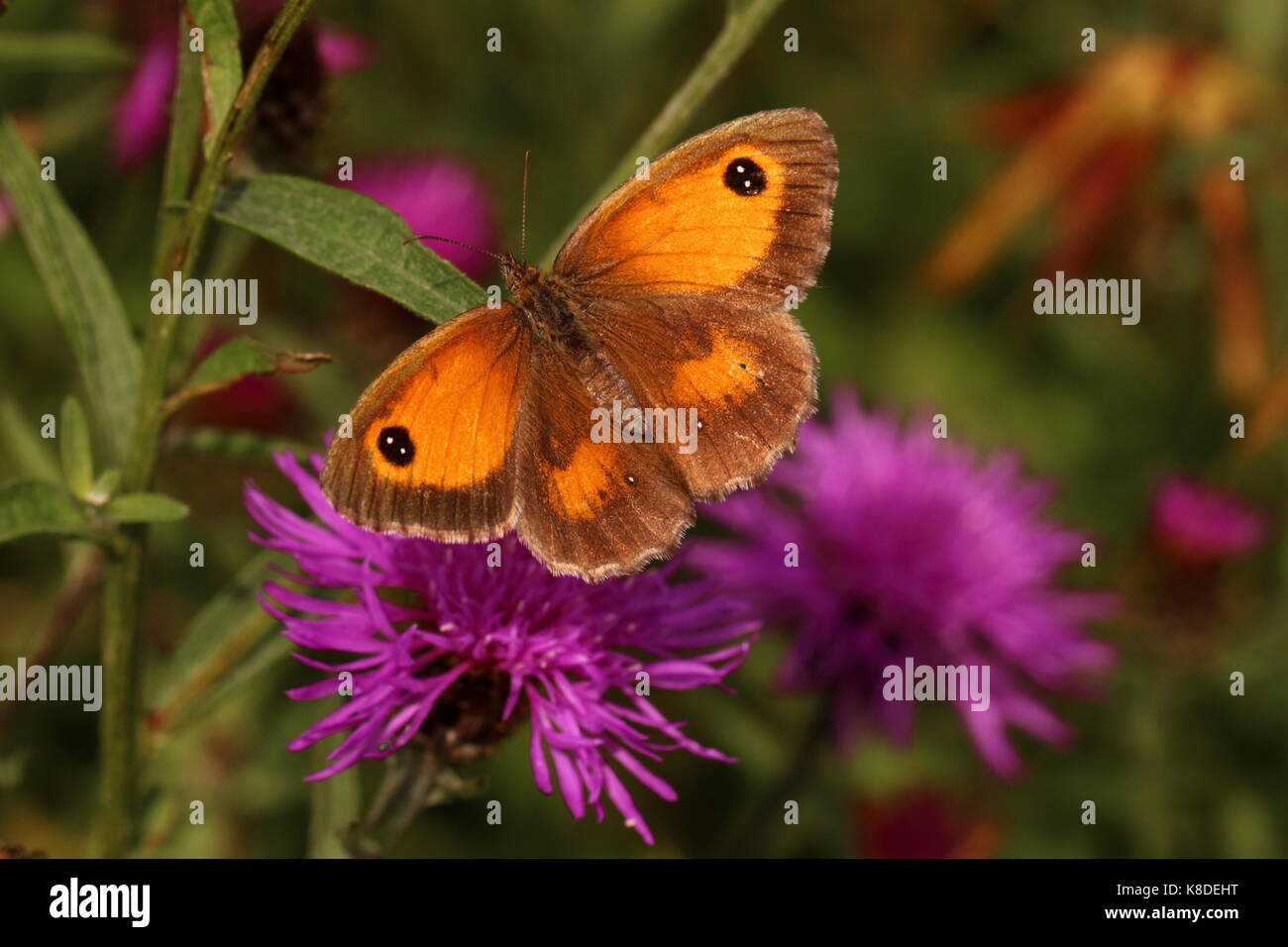 Female Gatekeeper butterfly Stock Photo - Alamy