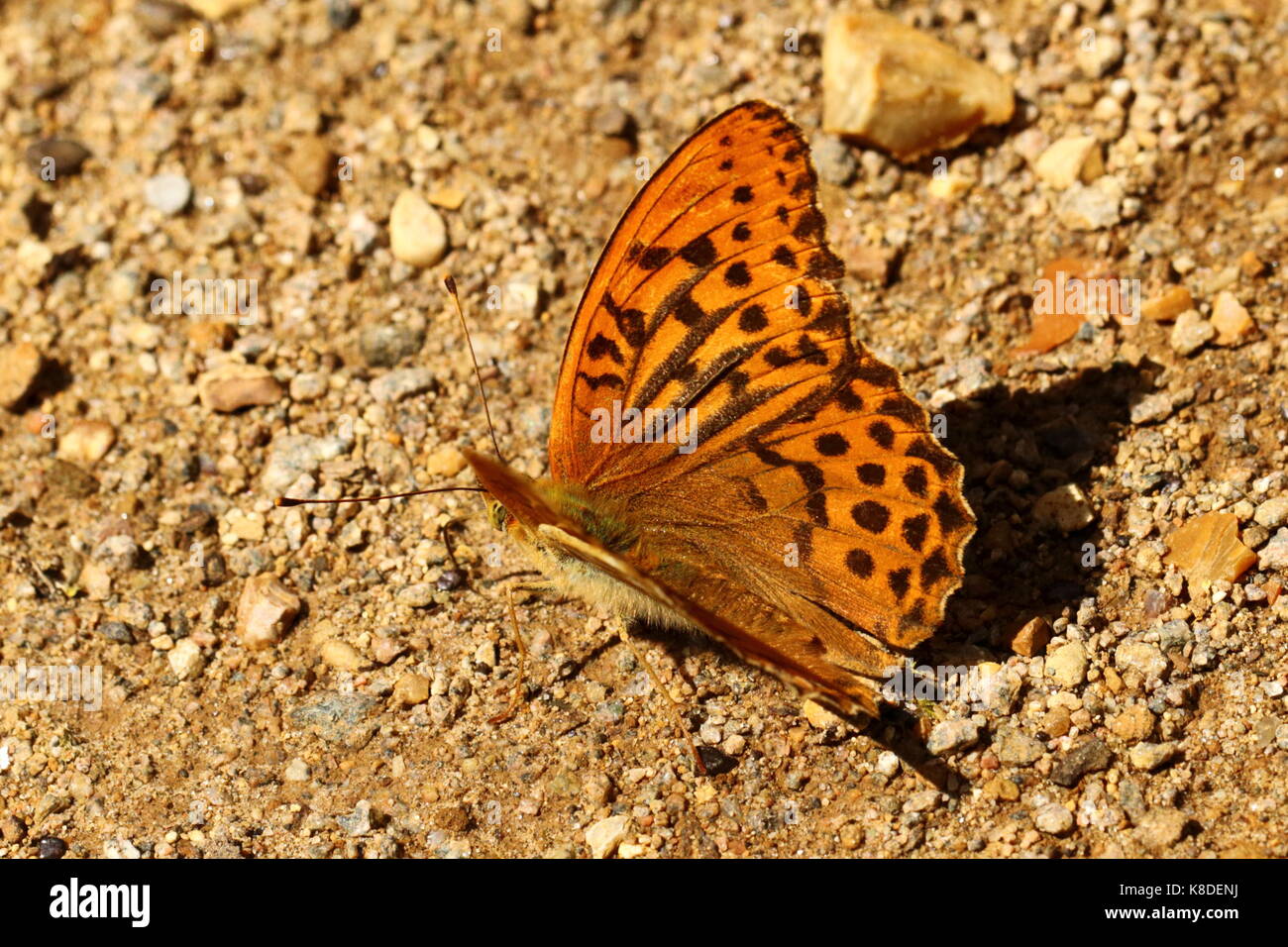 Silver-washed Fritillary butterfly Stock Photo - Alamy