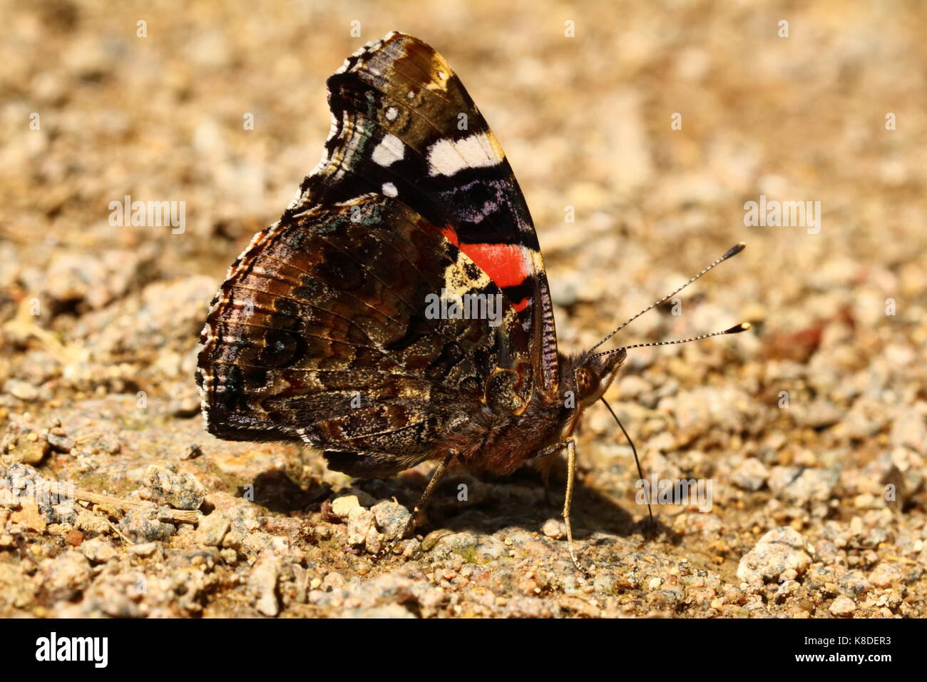 Red Admiral butterfly Stock Photo - Alamy
