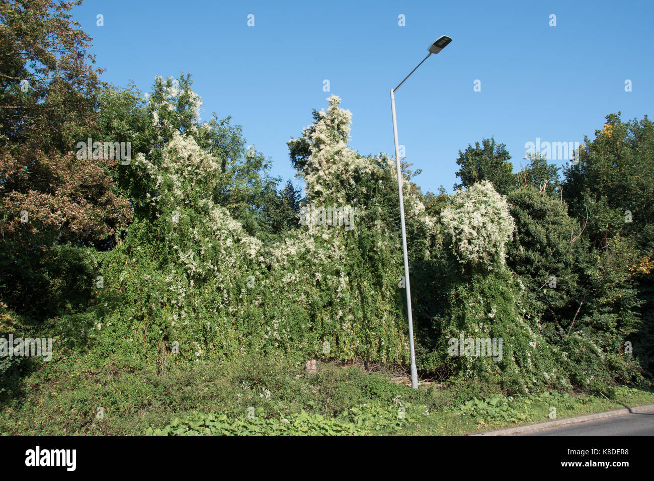 Russian vine hi-res stock photography and images - Alamy