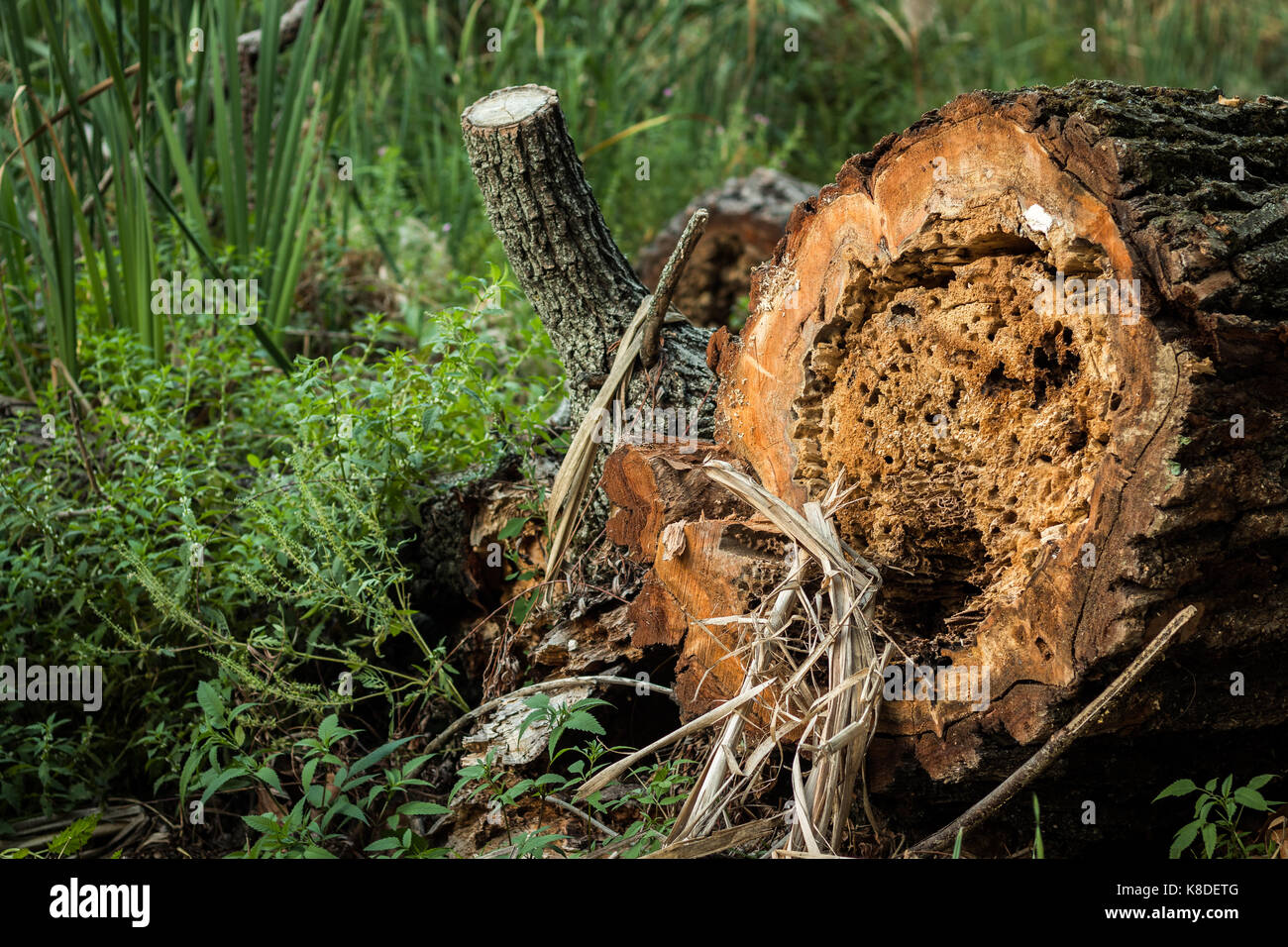 Even the giants fall eventually Stock Photo - Alamy