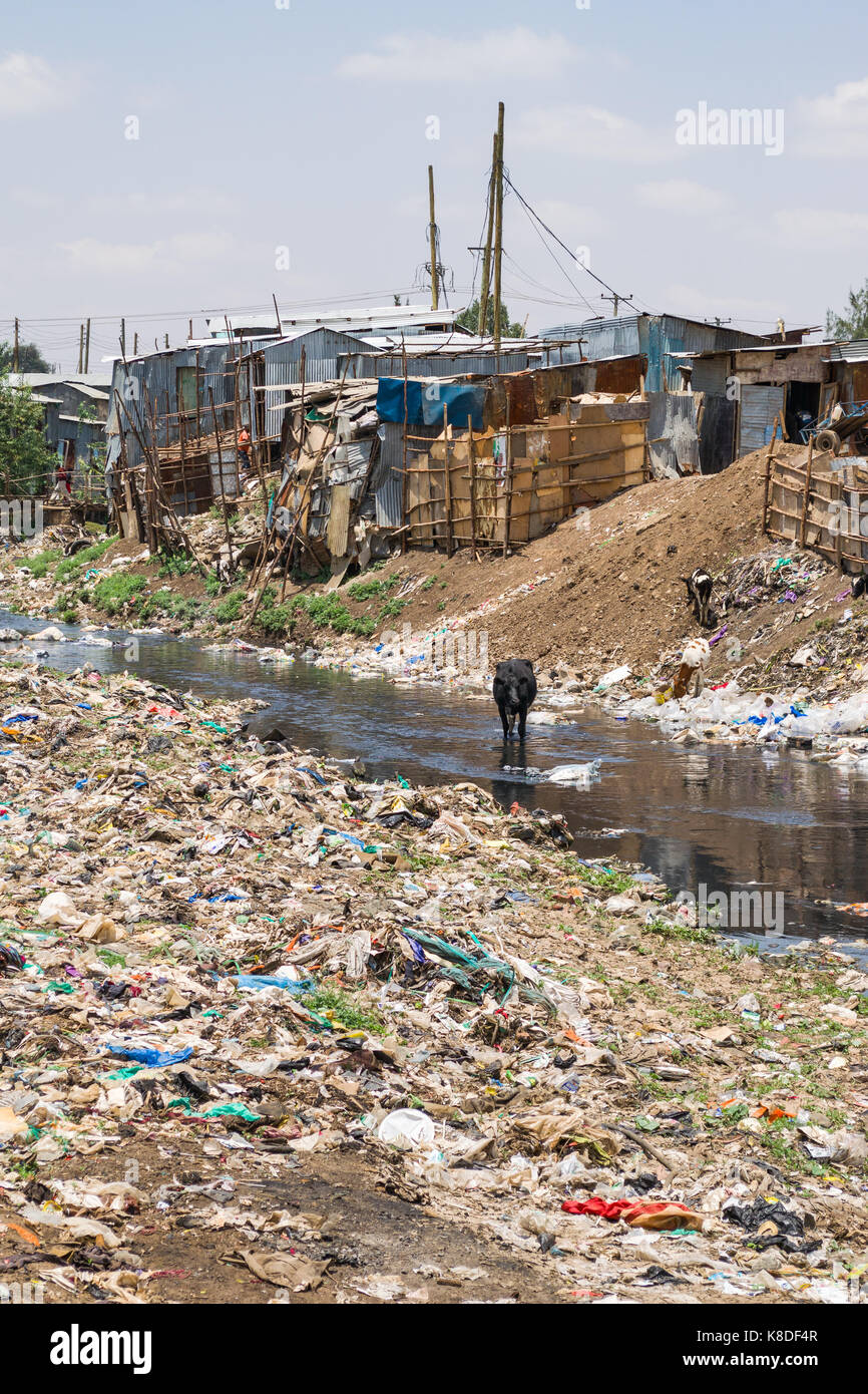 Slum shacks line the Ngong river which is polluted with rubbish ...