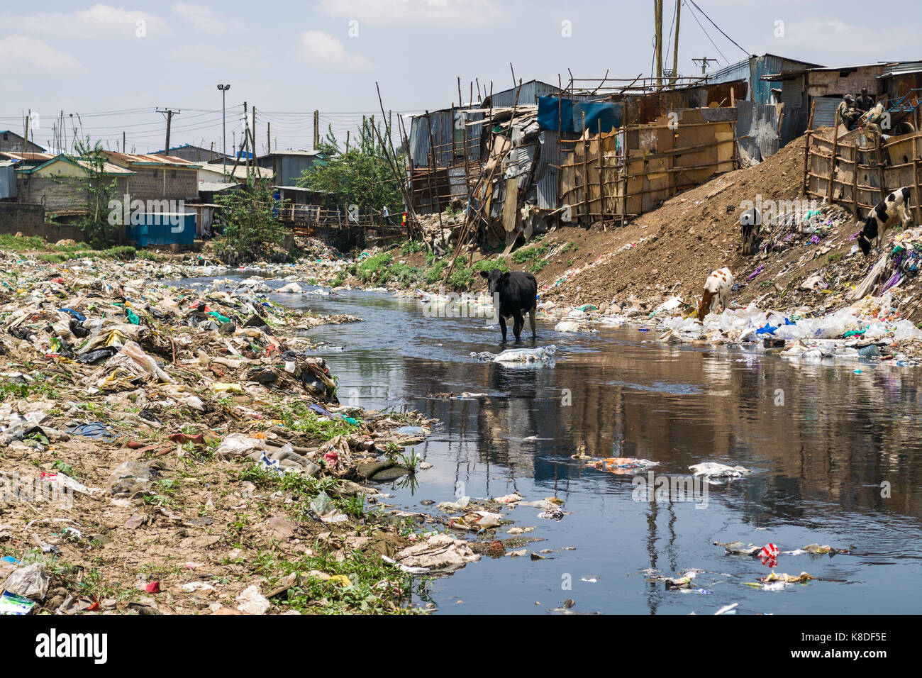 Slum shacks line the Ngong river which is polluted with rubbish ...
