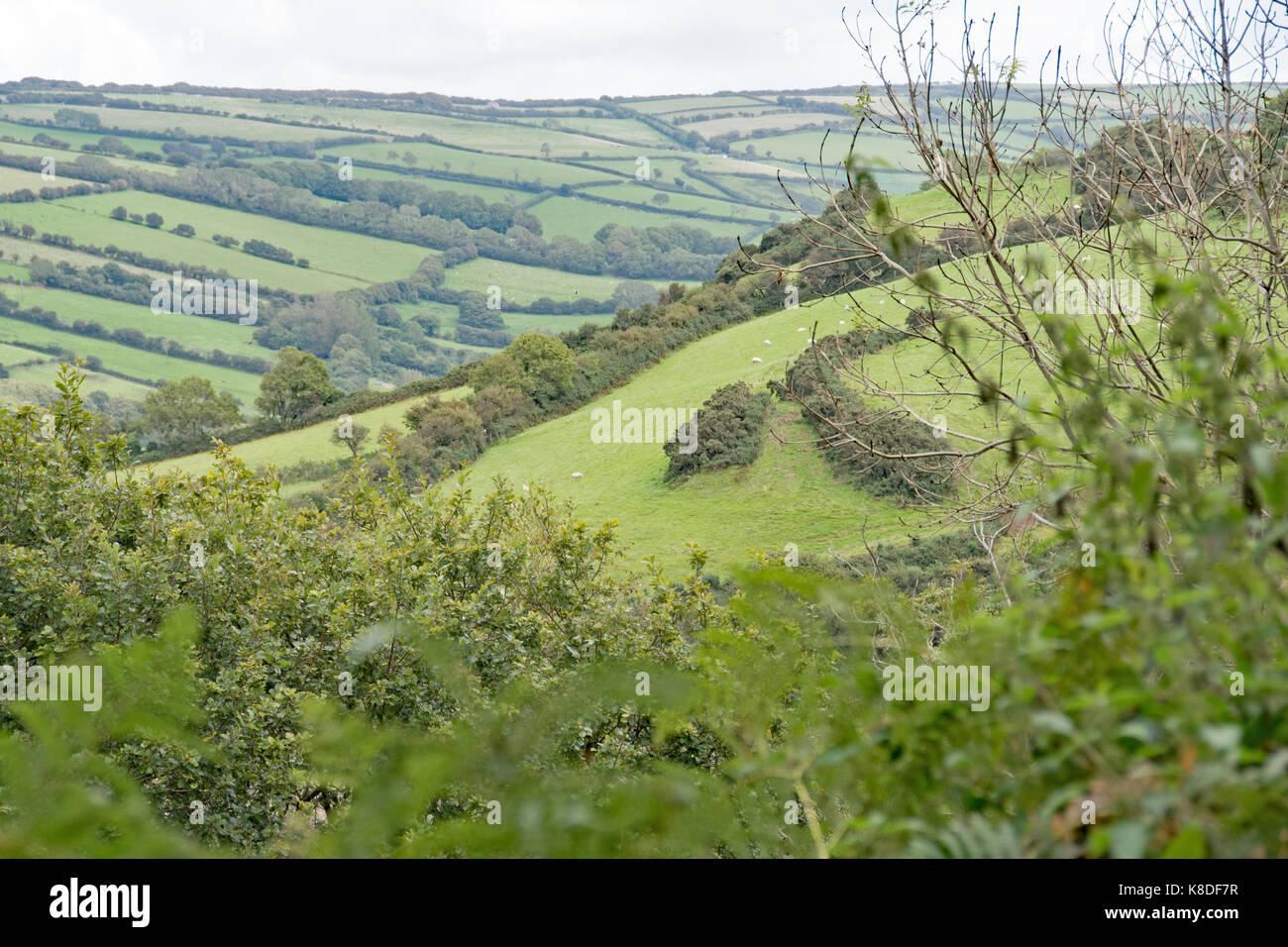 Countryside around Combe Martin, North Devon Stock Photo - Alamy