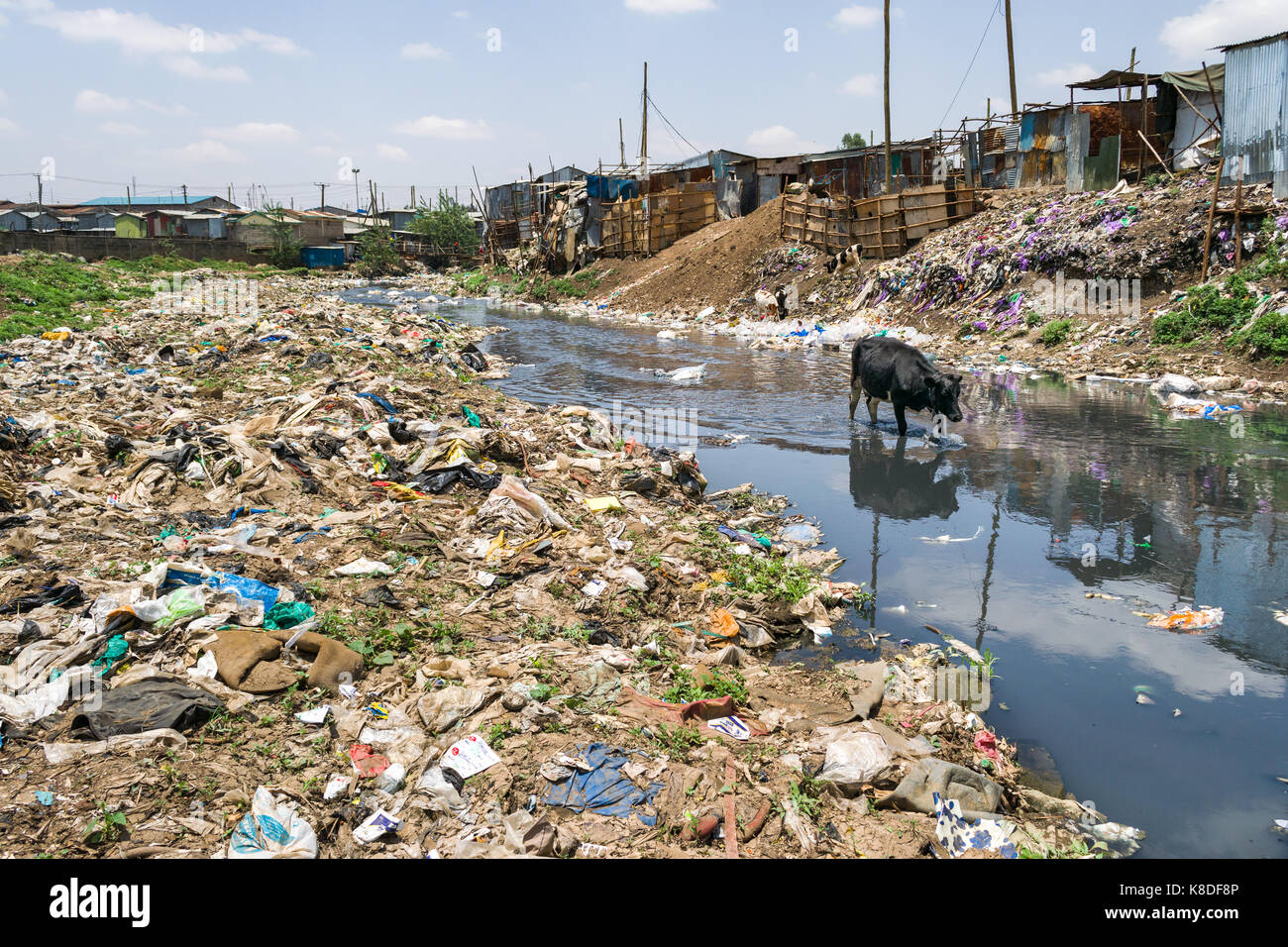Slum shacks line the Ngong river which is polluted with rubbish ...