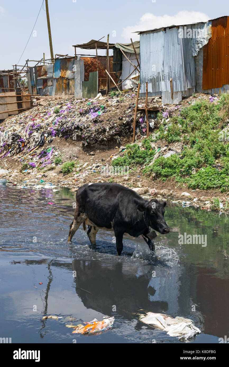 Slum shacks line the Ngong river which is polluted with rubbish ...