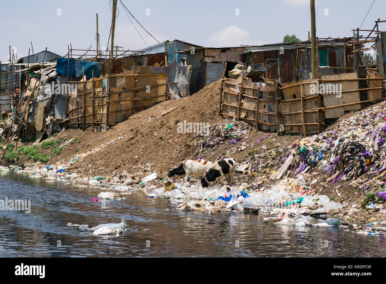 Slum shacks line the Ngong river which is polluted with rubbish ...