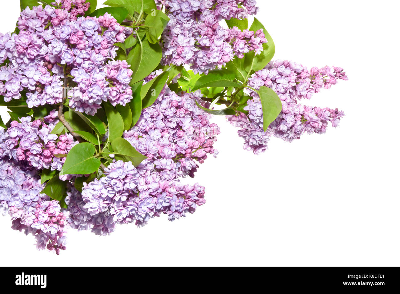 Fresh lilac sprigs with flowers on a white background. Twigs of ...