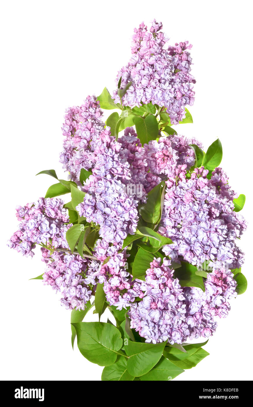 Fresh lilac sprigs with flowers on a white background. Twigs of ...