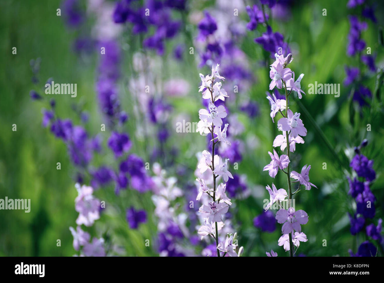 Violet flowers background Stock Photo - Alamy